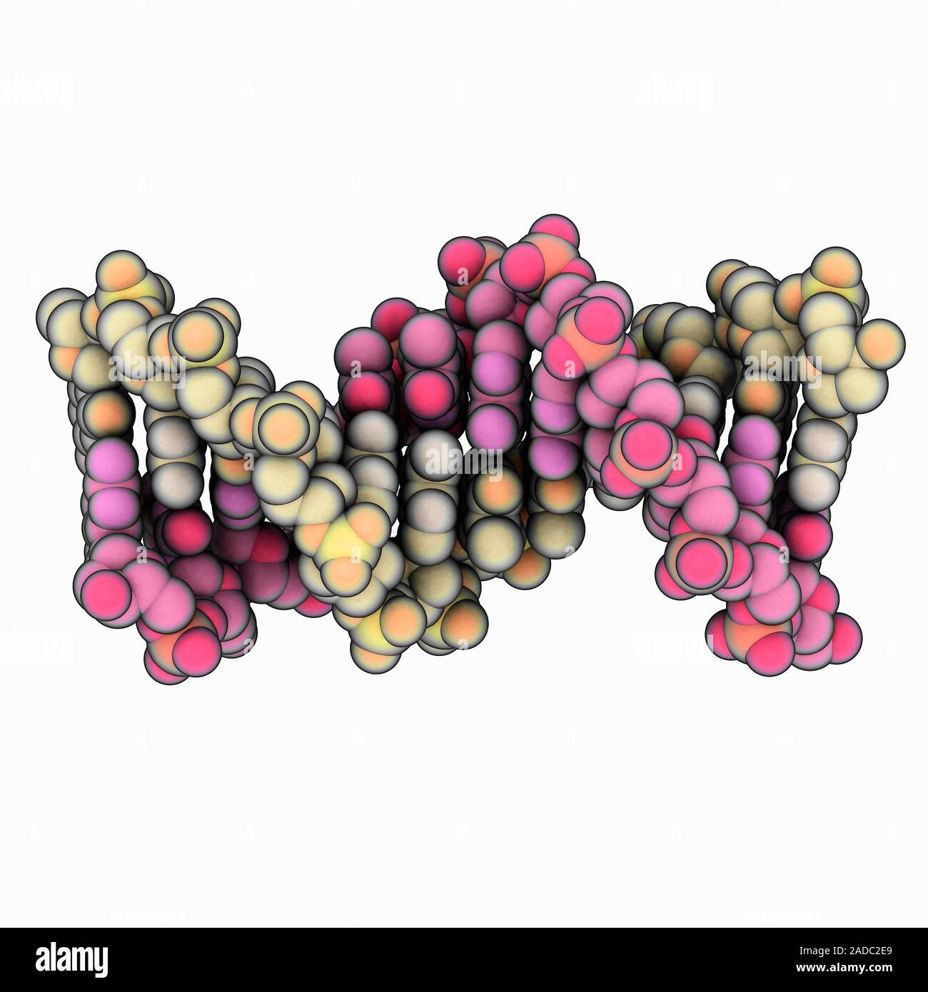 B-DNA (B-deoxyribonucleic acid) molecule. Computer model showing the ...