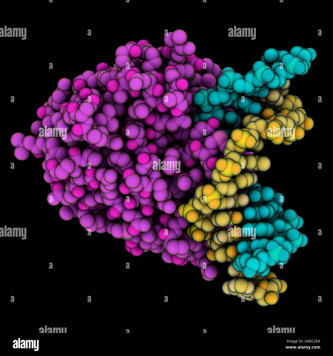 Human DNA glycosylase complexed with synthetic DNA (deoxyribonucleic acid). Computer model ...