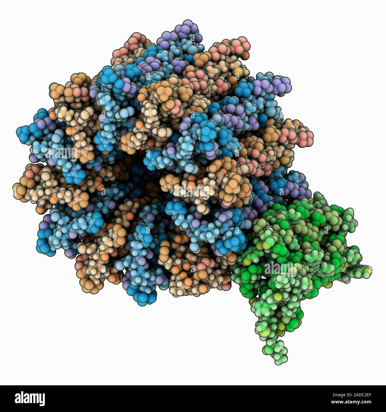 F1F0 ATP synthase subcomplex. Computer model showing the F1F0 ATP ...