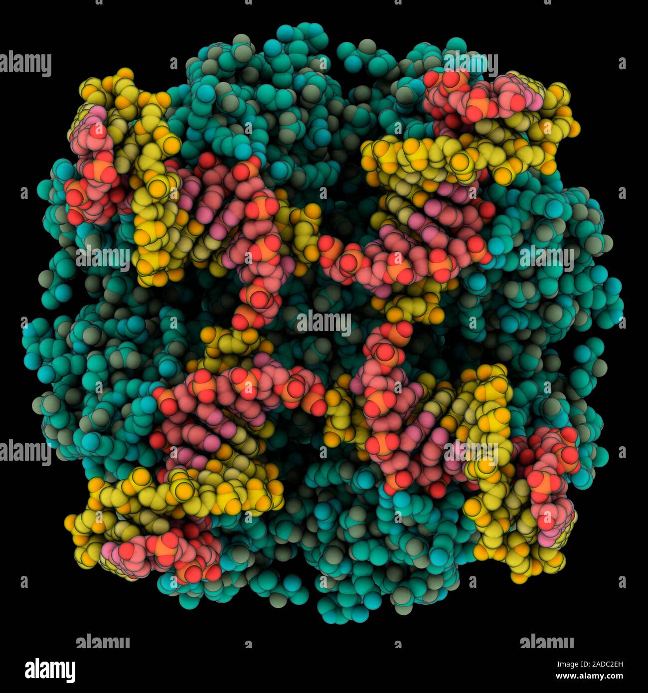 Holliday junction DNA (deoxyribonucleic acid) complexed with DNA ...
