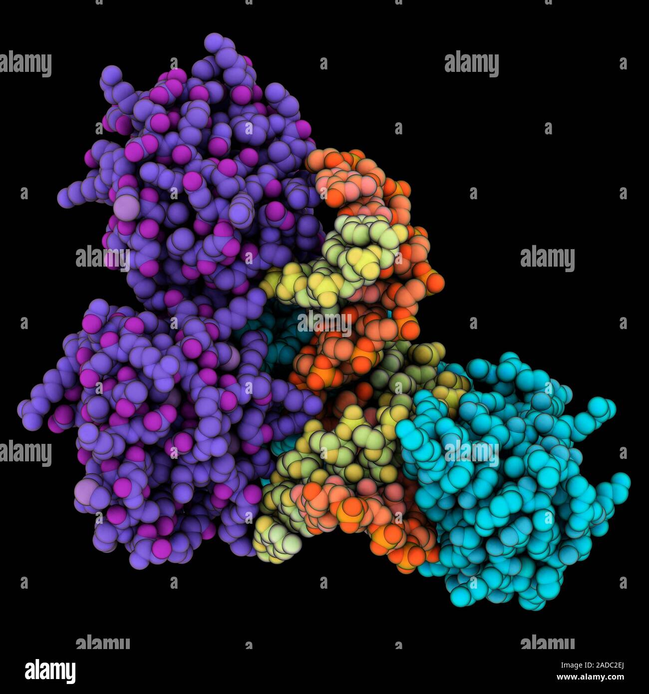 Human transcription factor complexed with TATA-box-binding protein and ...