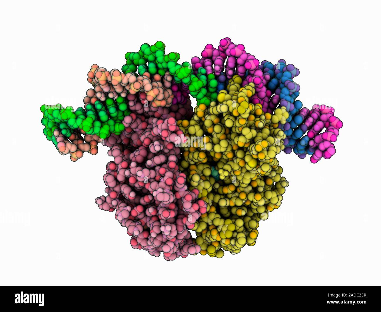 Catabolite gene activator protein (CAP) complexed with DNA ...