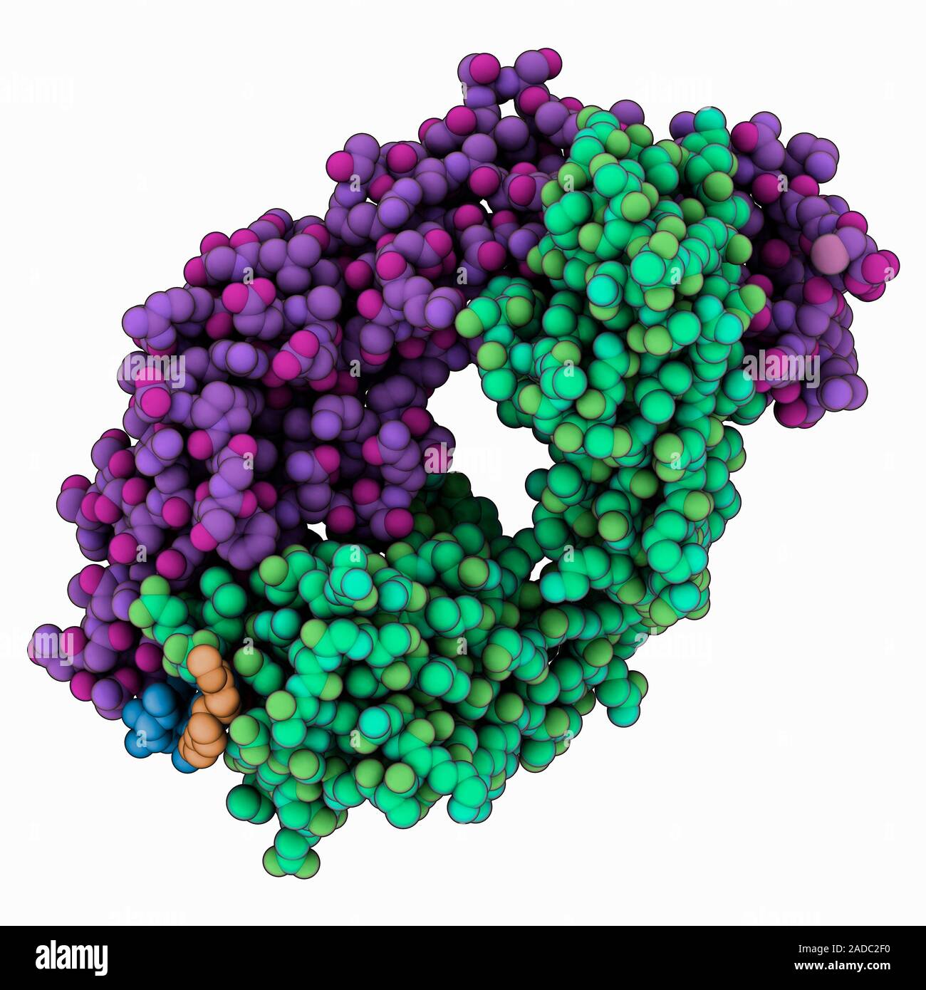 Human IgG Fab BR96 complexed with nonoate methyl ester. Computer model ...