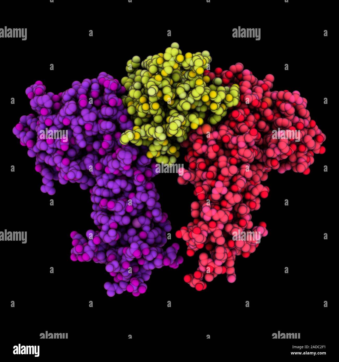 Erythropoietin complexed with receptor. Computer model showing the ...