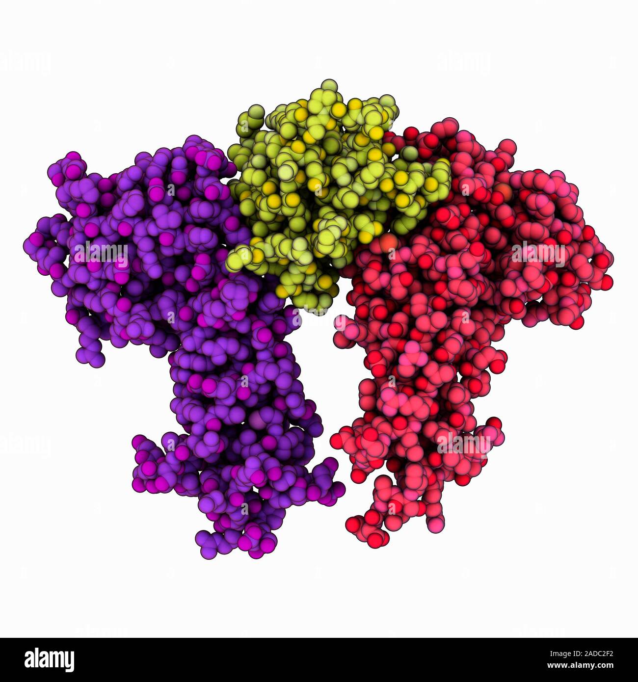 Erythropoietin complexed with receptor. Computer model showing the ...