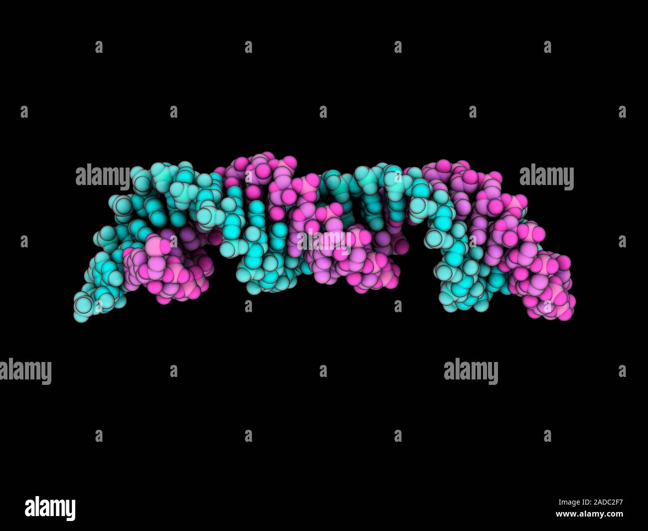 Human Signal Recognition Particle Rna Ribonucleic Acid Computer