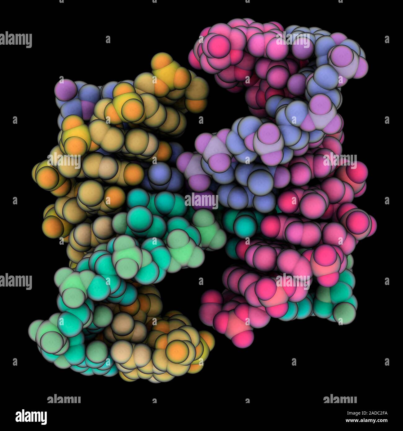 DNA (deoxyribonucleic acid) Holliday junction. Computer model showing ... DNA (deoxyribonucleic acid) Holliday junction. Computer model showing ...