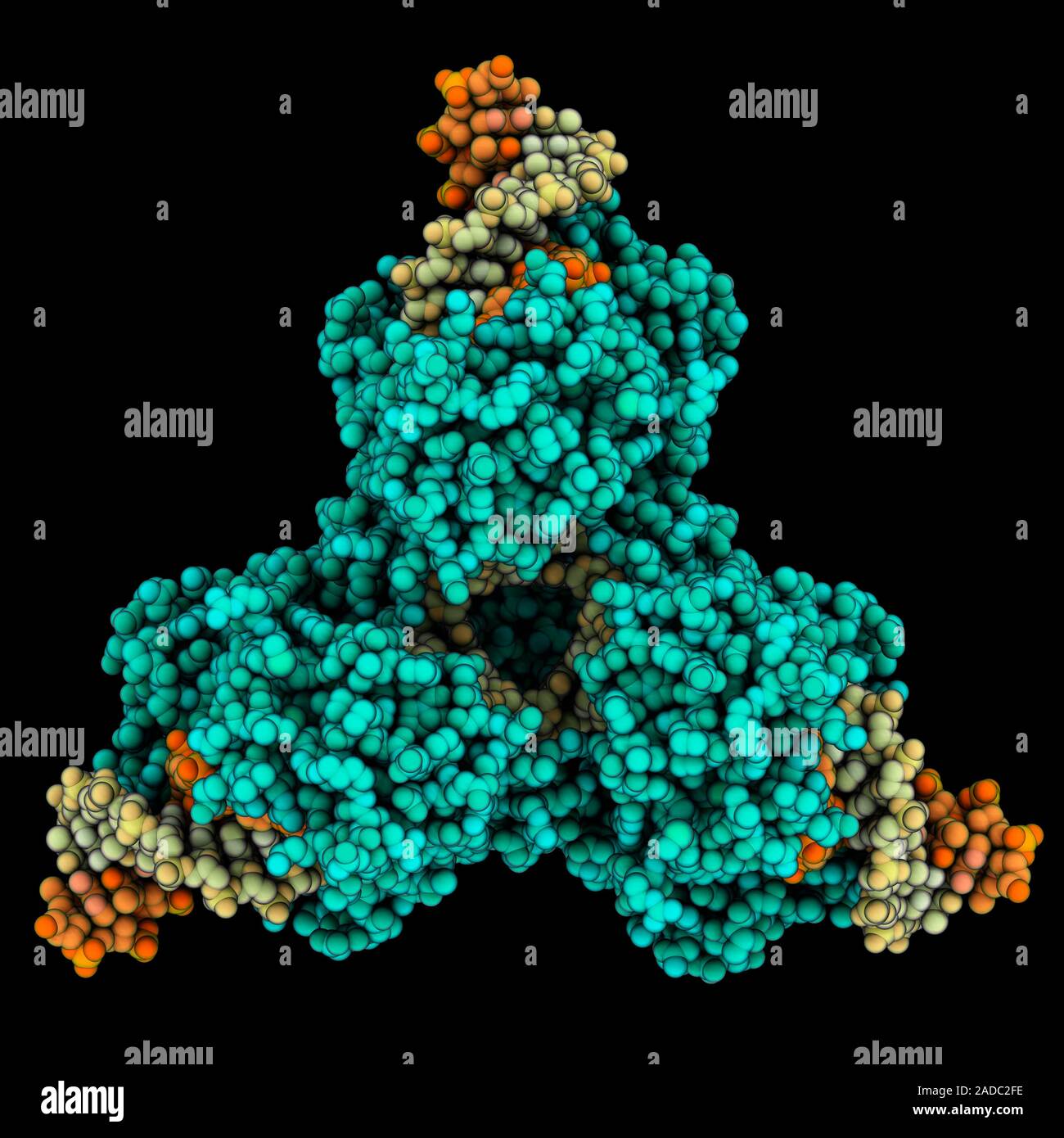 Cre recombinase DNA (deoxyribonucleic acid) complexed with DNA junction ...