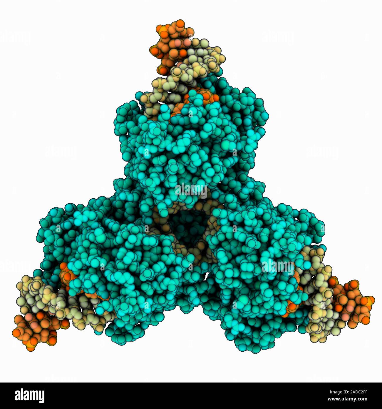 Cre recombinase DNA (deoxyribonucleic acid) complexed with DNA junction ...