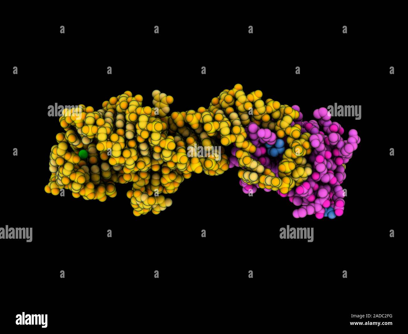 Hepatitis delta virus ribozyme complex. Computer model showing the ...