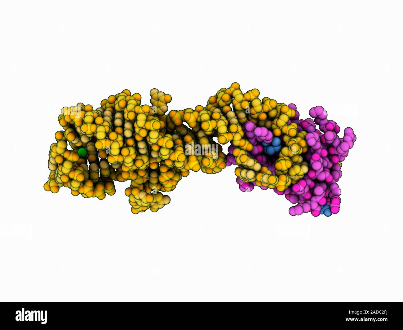 Hepatitis delta virus ribozyme complex. Computer model showing the ...