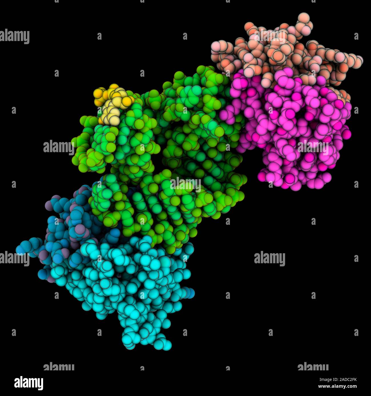 Human signal recognition particle protein Alu domain. Computer model ...
