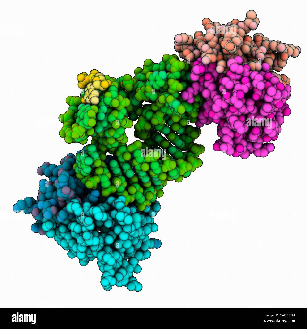 Human signal recognition particle protein Alu domain. Computer model ...