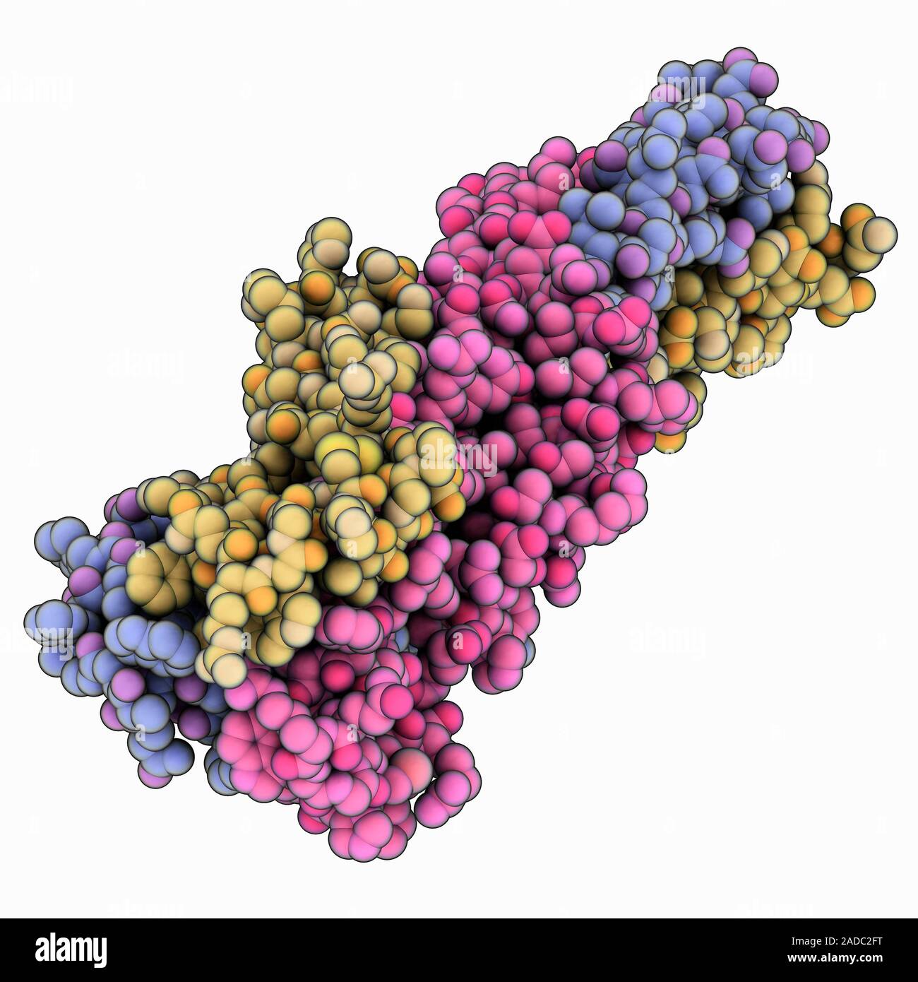 Ebola virus membrane fusion subunit GP2. Computer model showing the ...