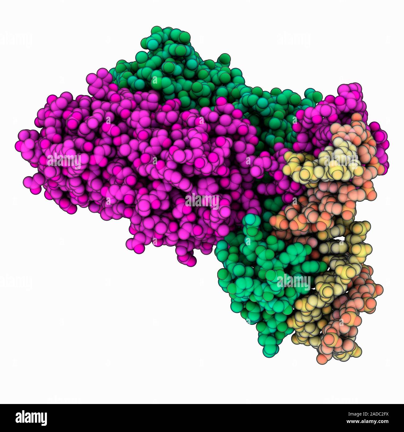 Lac repressor complexed with operator DNA (deoxyribonucleic acid) and ...