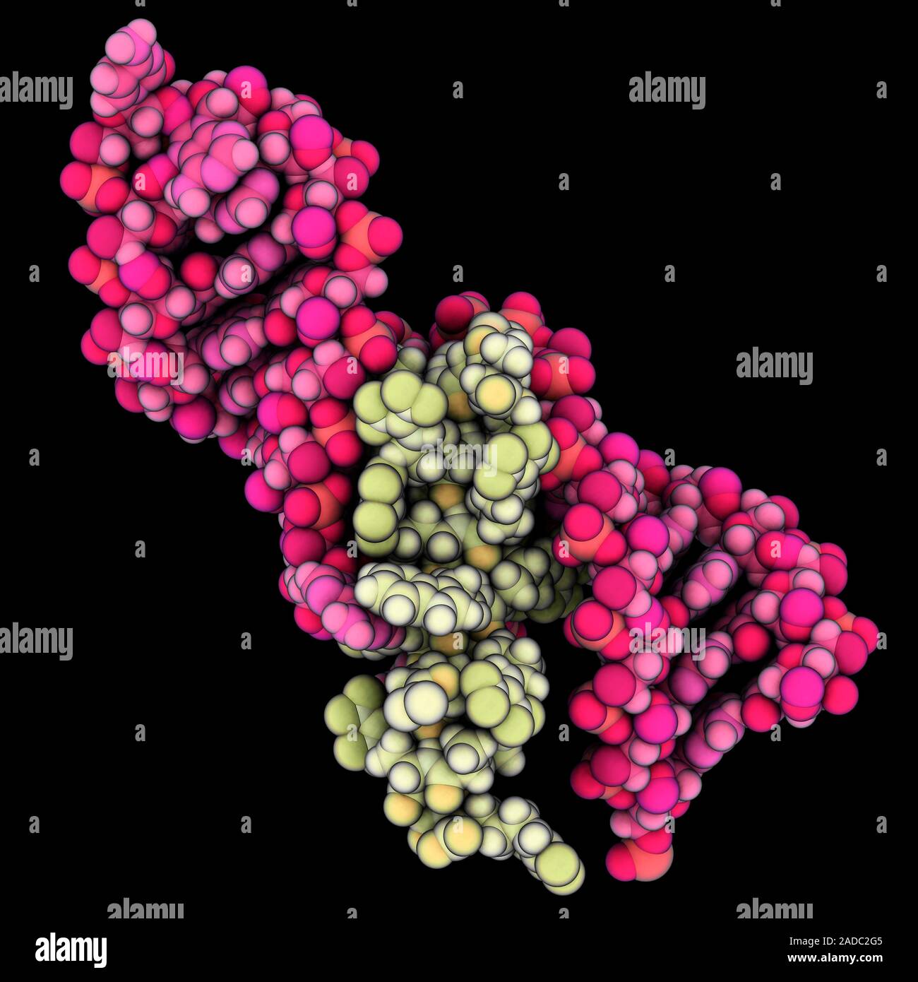 HIV-1 RRE RNA (ribonucleic acid) complexed with Rev peptide. Computer ...