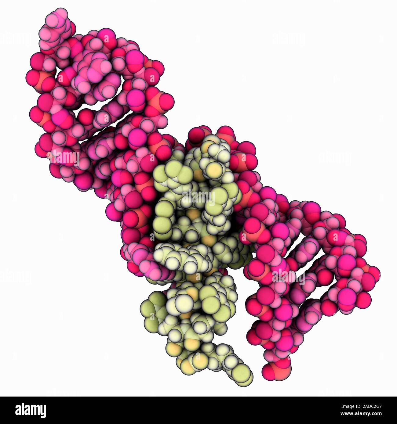 HIV-1 RRE RNA (ribonucleic acid) complexed with Rev peptide. Computer ...