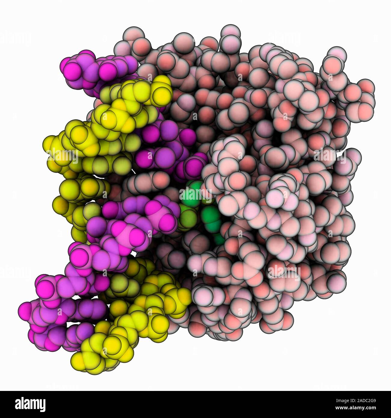 Human DNA repair glycosylase complexed with DNA (deoxyribonucleic acid ...