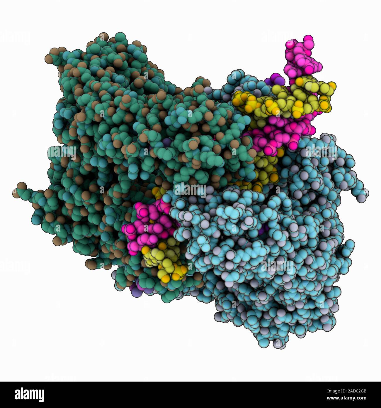 DNA mismatch repair protein MutS complexed with DNA (deoxyribonucleic ...