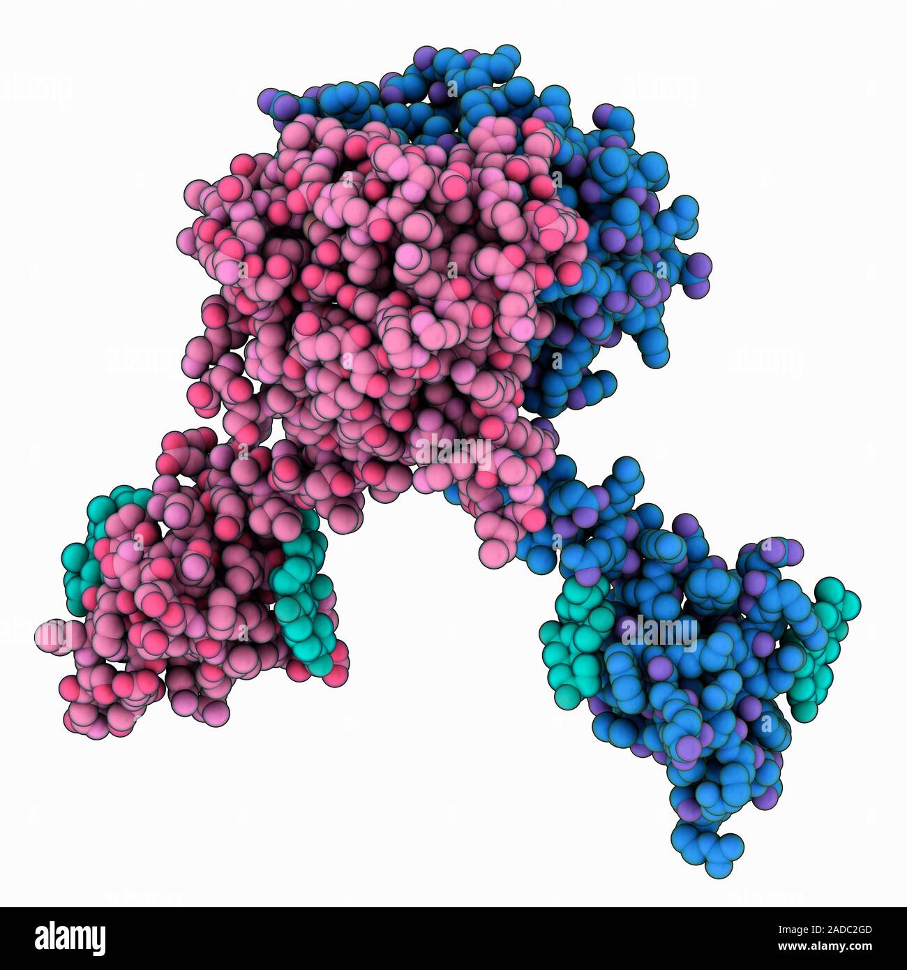 HIV-1 (human immunodeficiency virus-1) integrase molecule. Computer ...