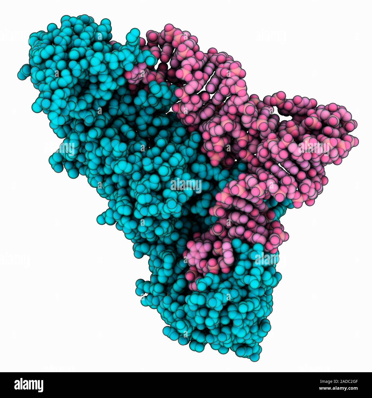 tRNA (transfer ribonucleic acid) complexed with tRNA synthetase ...