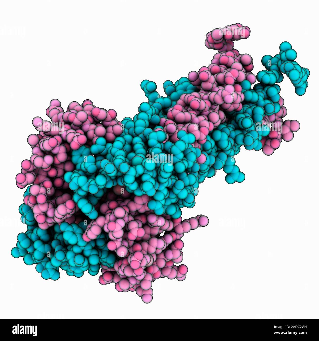 Sendai virus phosphoprotein. Computer model showing the tetrameric ...