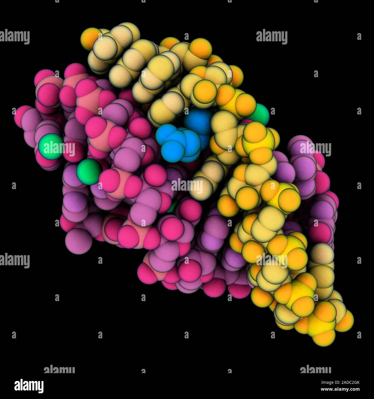 RNA (ribonucleic acid) pseudoknot complexed with biotin. Computer model ...