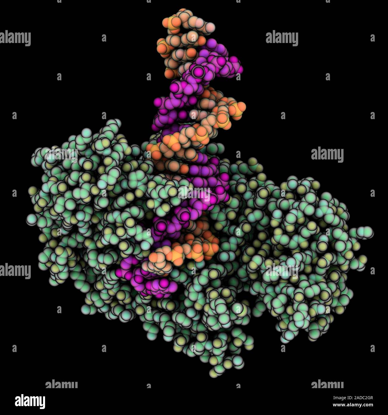 FokI endonuclease bound to DNA (deoxyribonucleic acid). Computer model ...
