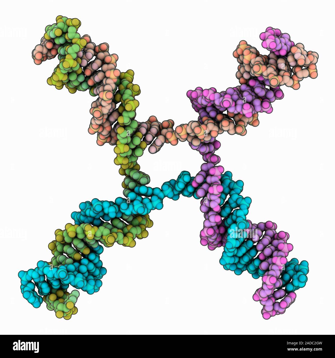 DNA (deoxyribonucleic acid) Holliday junction. Computer model showing ... DNA (deoxyribonucleic acid) Holliday junction. Computer model showing ...