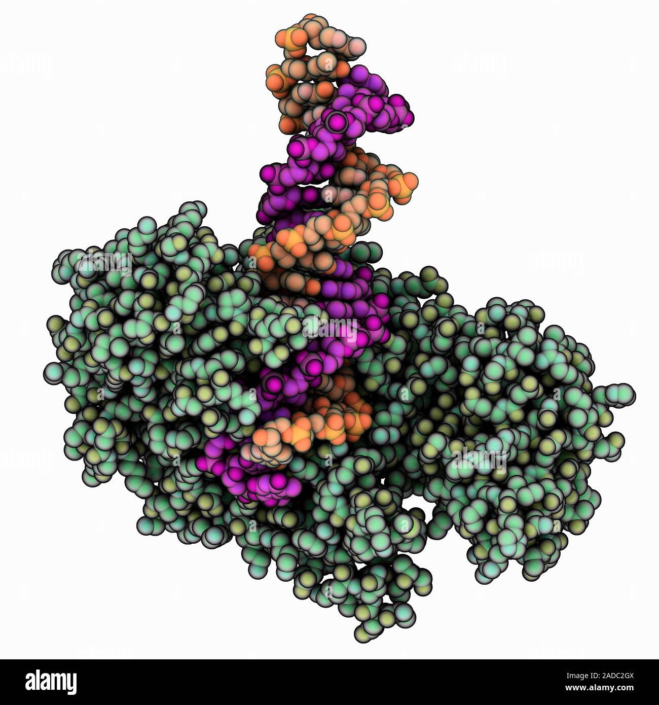 FokI endonuclease bound to DNA (deoxyribonucleic acid). Computer model ...