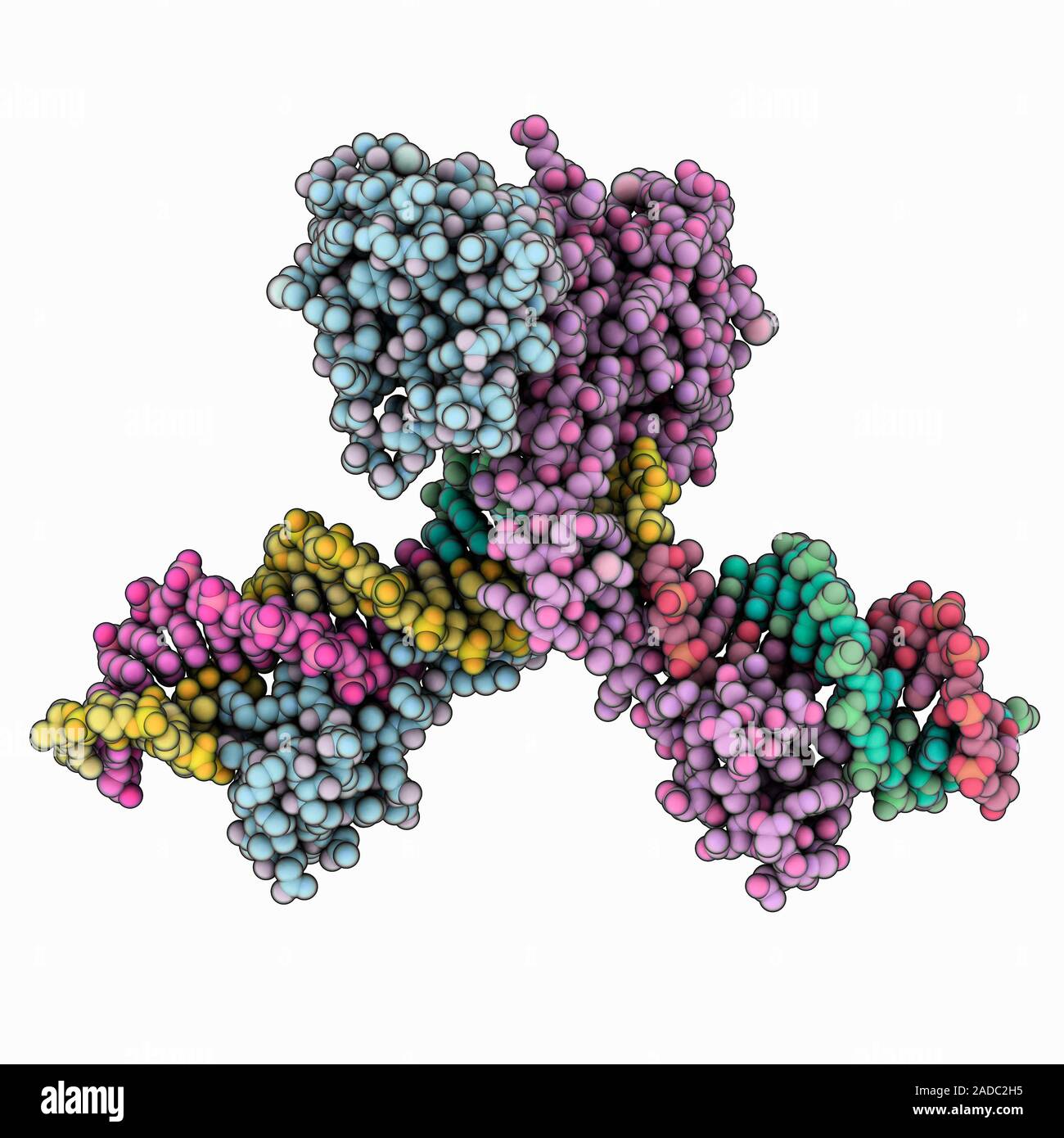 Gamma delta resolvase complexed with DNA (deoxyribonucleic acid ...