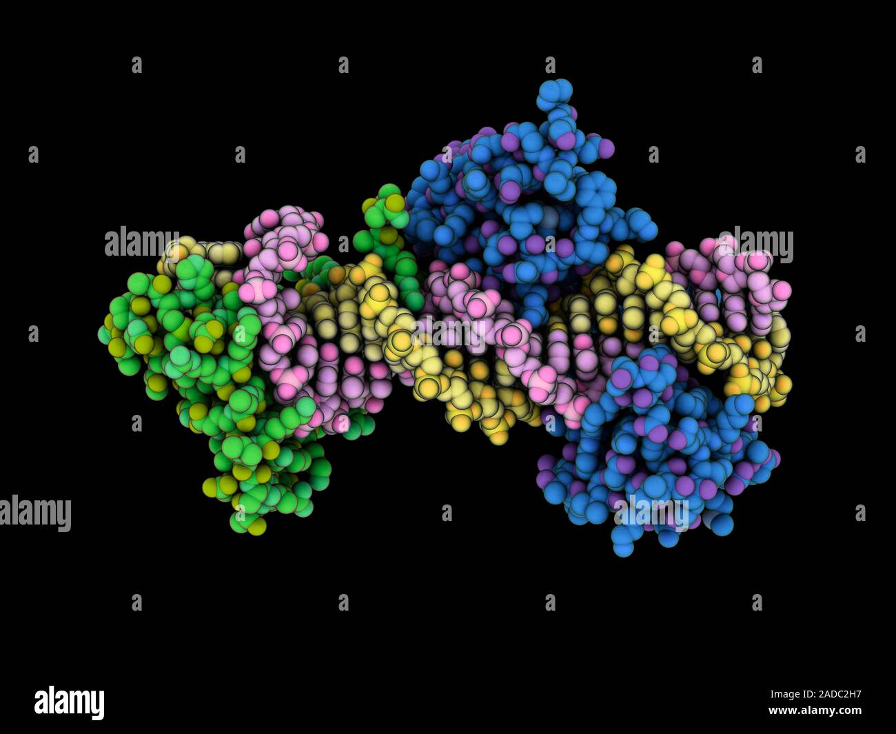 Transcription factor DNA (deoxyribonucleic acid) complex. Computer ...