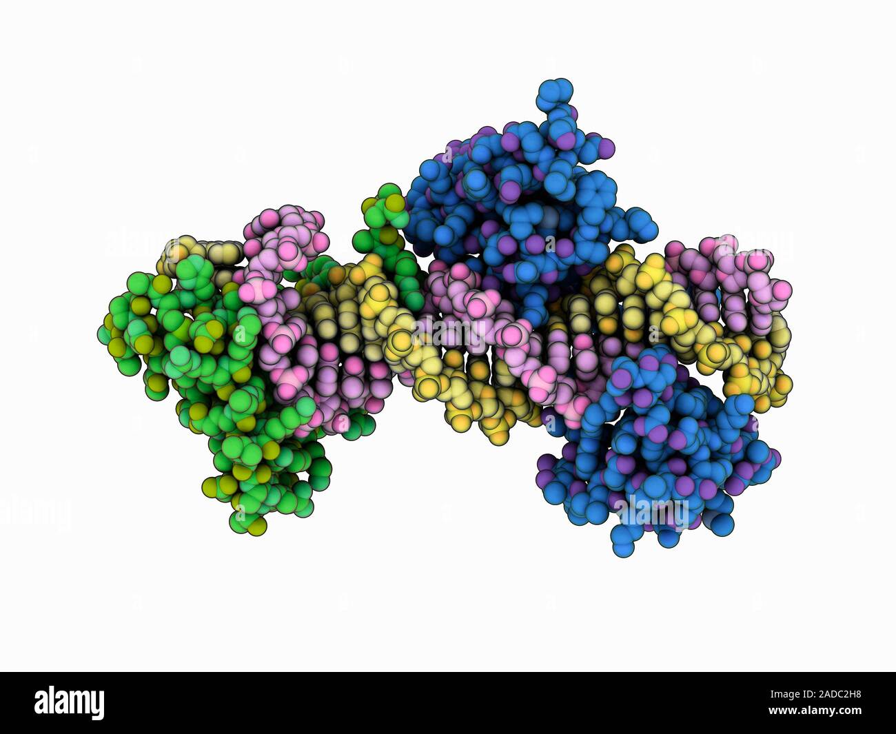Transcription factor DNA (deoxyribonucleic acid) complex. Computer ...