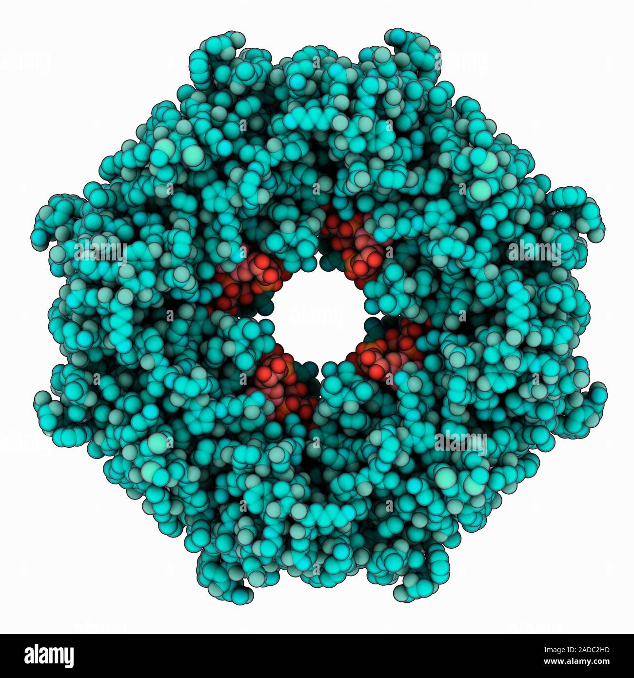 Ebola virus matrix protein VP40. Computer model showing the pore-like ...