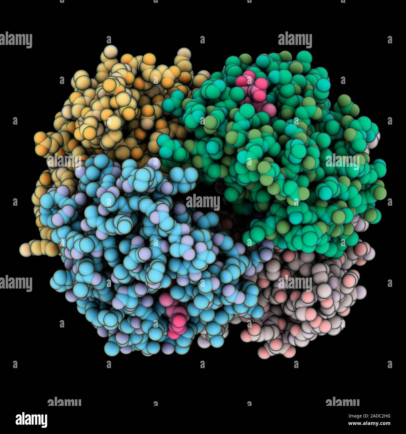 Human deoxyhaemoglobin molecule. Computer model showing the structure ...