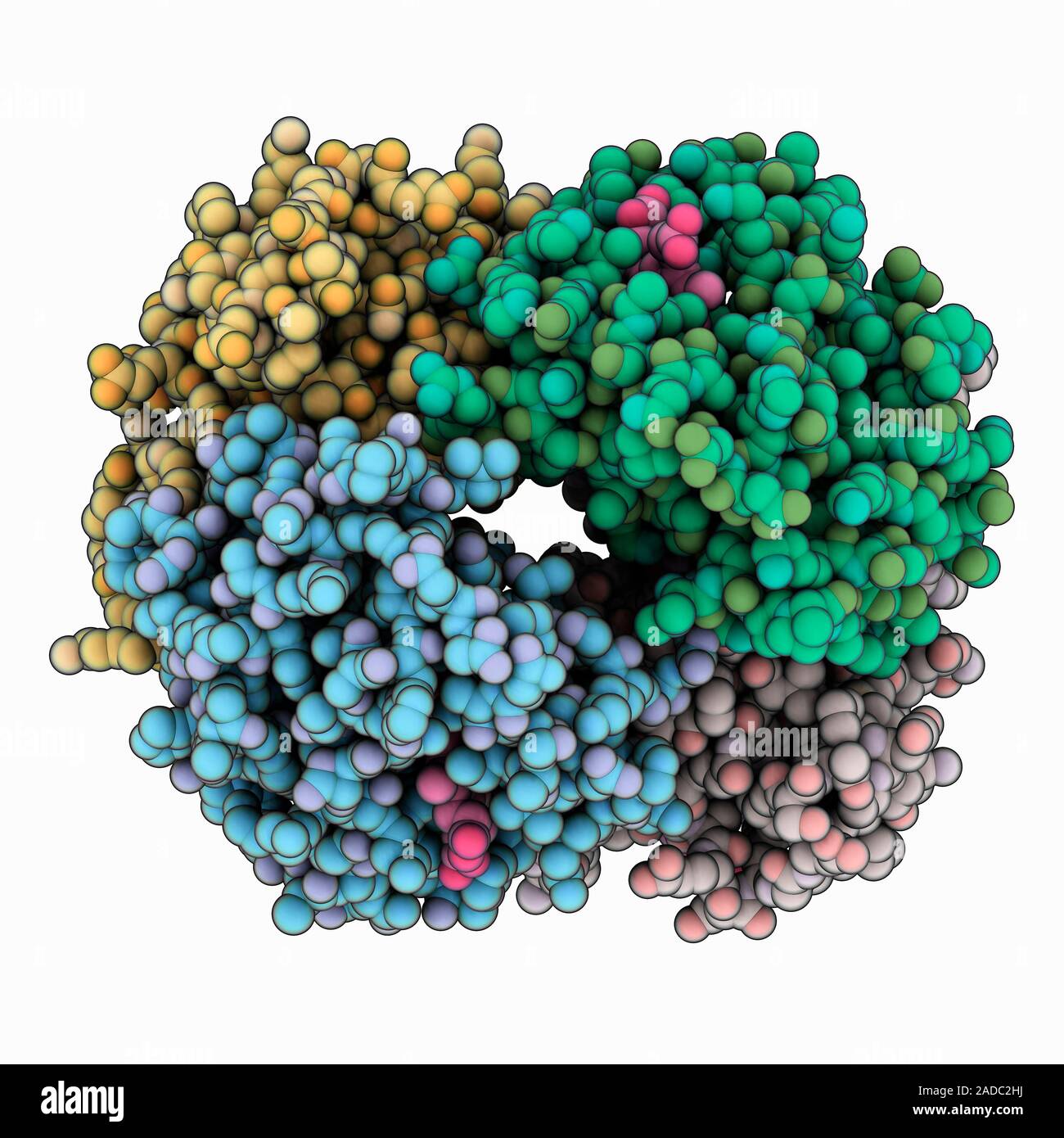 Human deoxyhaemoglobin molecule. Computer model showing the structure ...