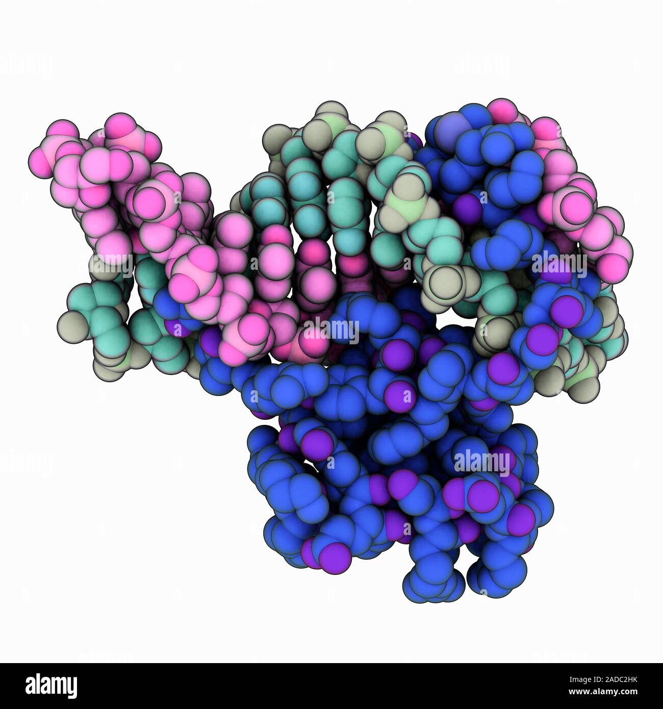 Hin recombinase complexed with DNA (deoxyribonucleic acid). Computer ...