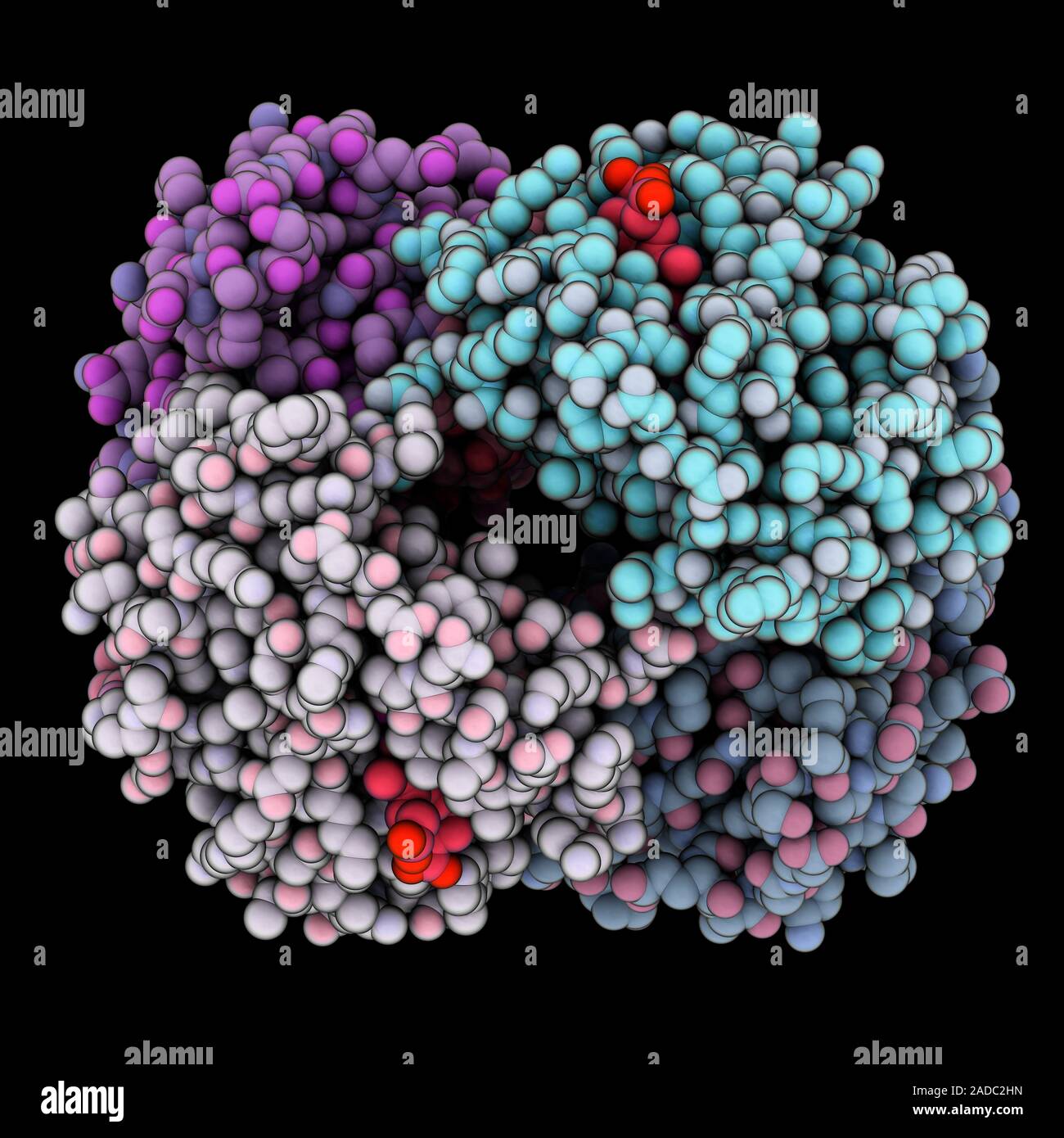 Human Deoxyhaemoglobin Molecule Computer Model Showing The Structure Of Human Haemoglobin With