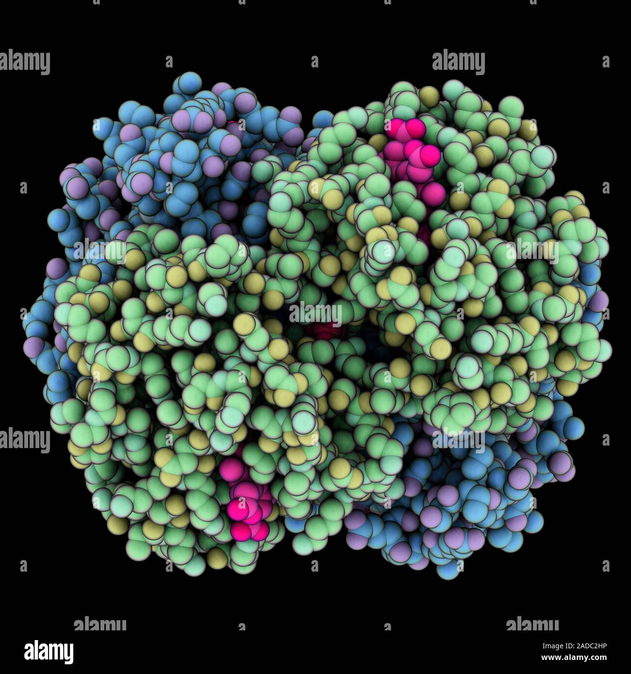 Human oxyhemoglobin molecule. Computer model showing the structure of ...