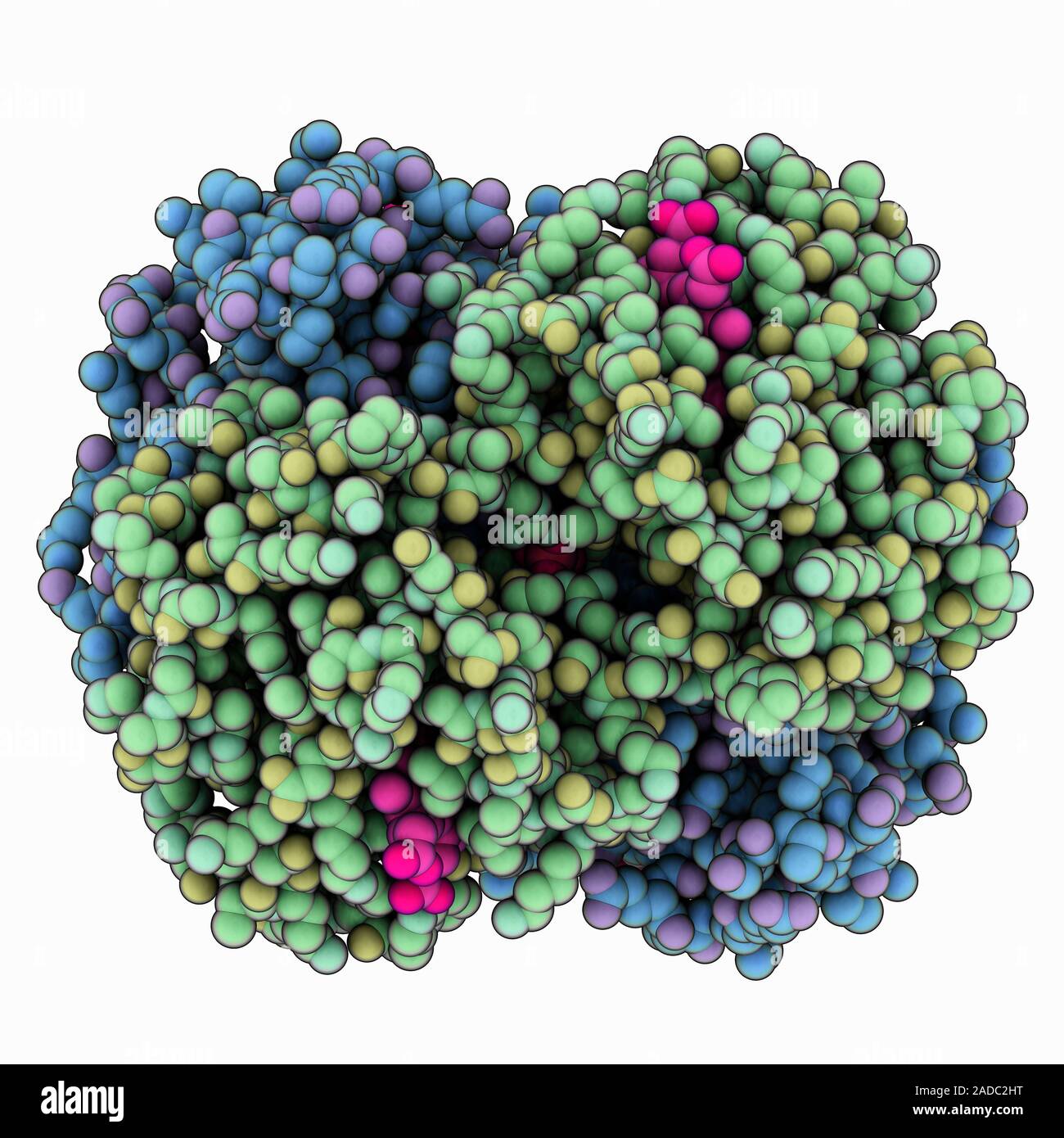 Human oxyhemoglobin molecule. Computer model showing the structure of ...
