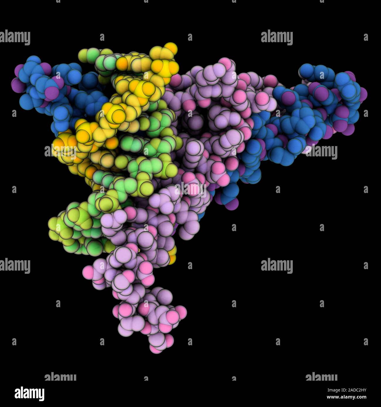 Human Max-DNA (deoxyribonucleic acid) complex. Computer model showing ...