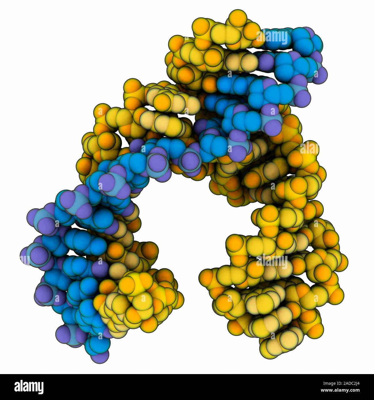 Hammerhead ribozyme molecule. Computer model showing the structure of a ...