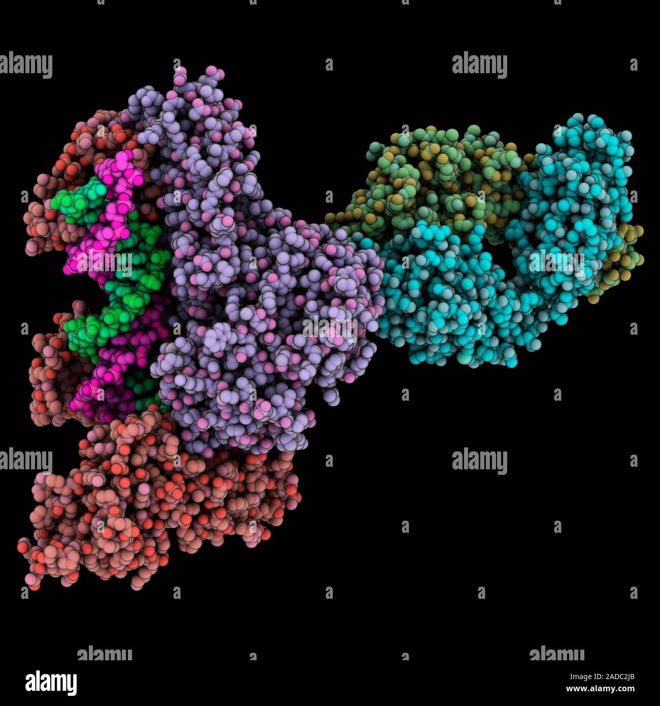 HIV-1 (human immunodeficiency virus-1) reverse transcriptase complexed ...