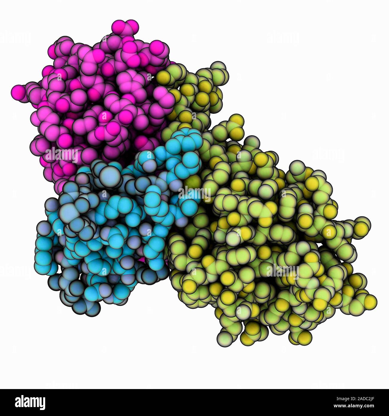 Snake venom factor X complex. Computer model showing the structure of ...