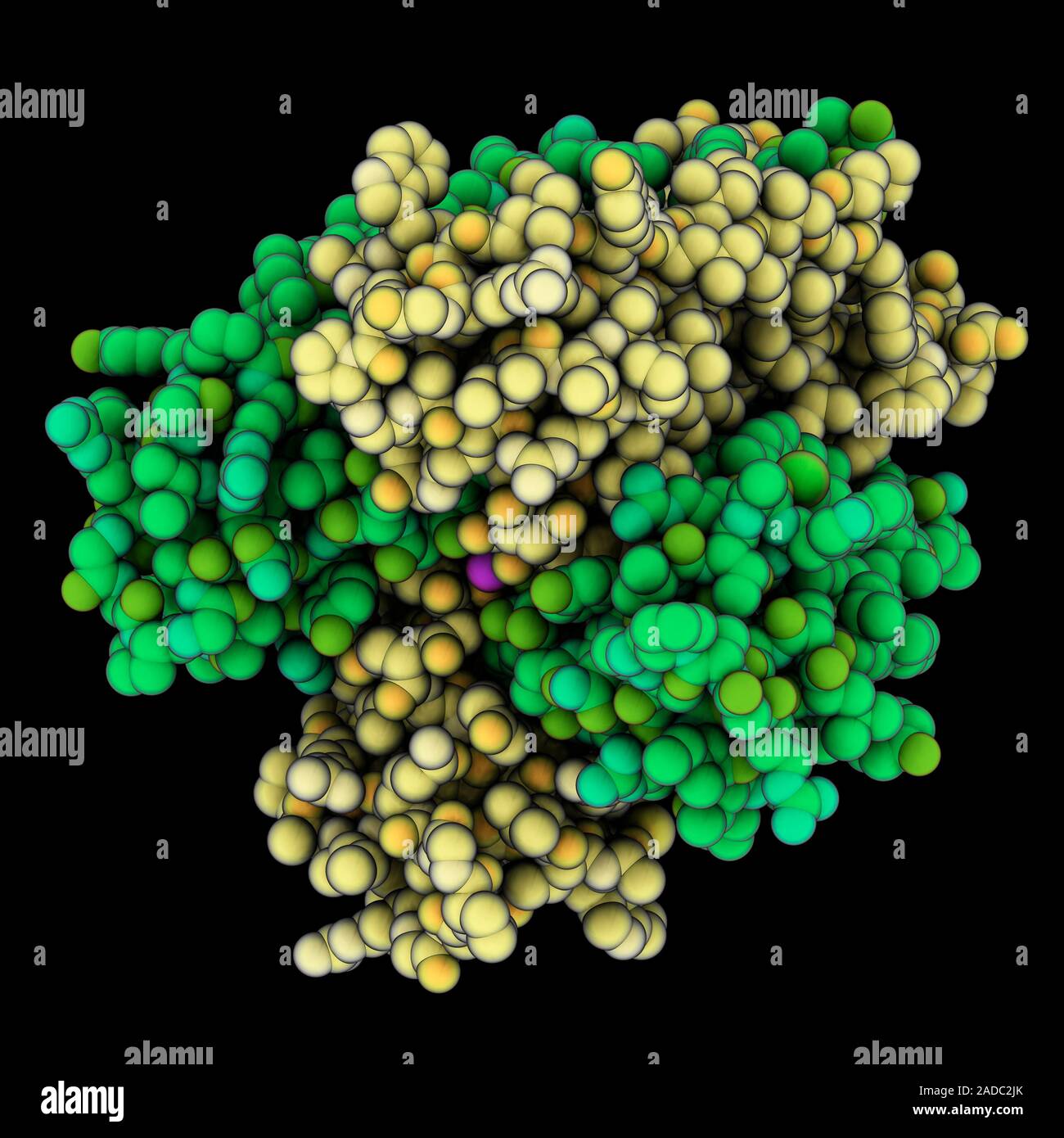 KcsA K+ potassium channel molecule. Computer model showing the ...