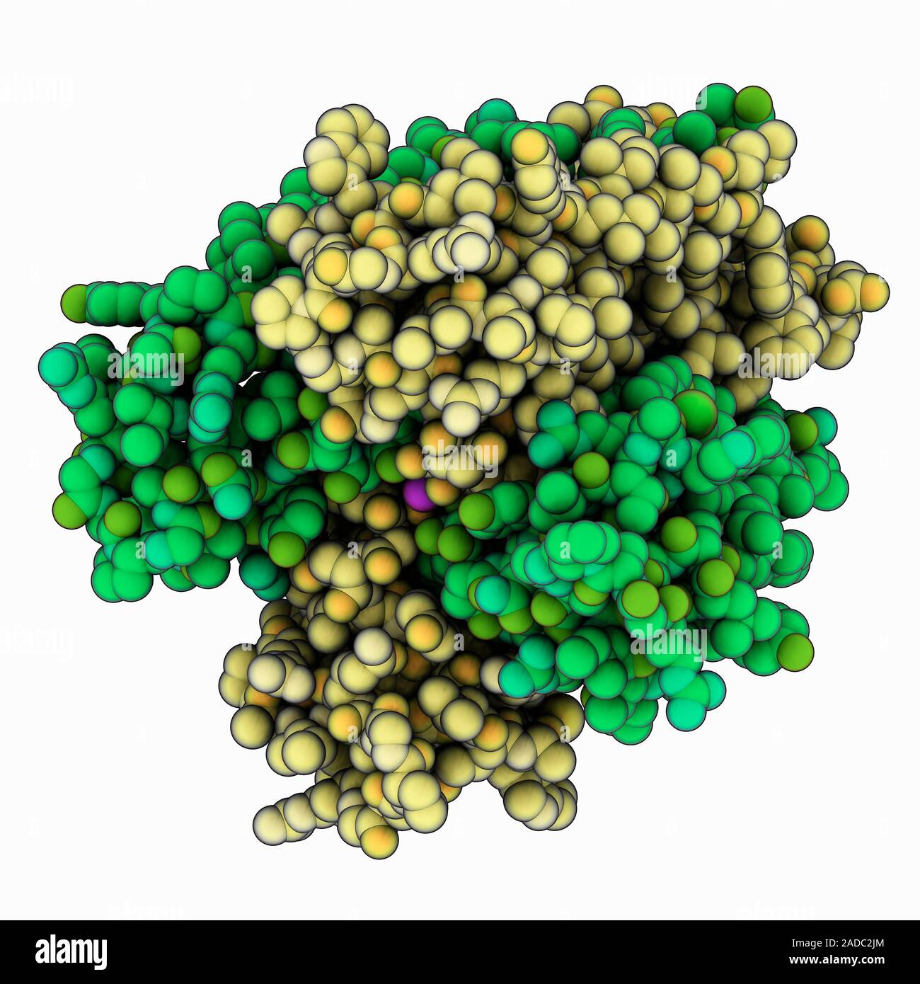KcsA K+ potassium channel molecule. Computer model showing the ...