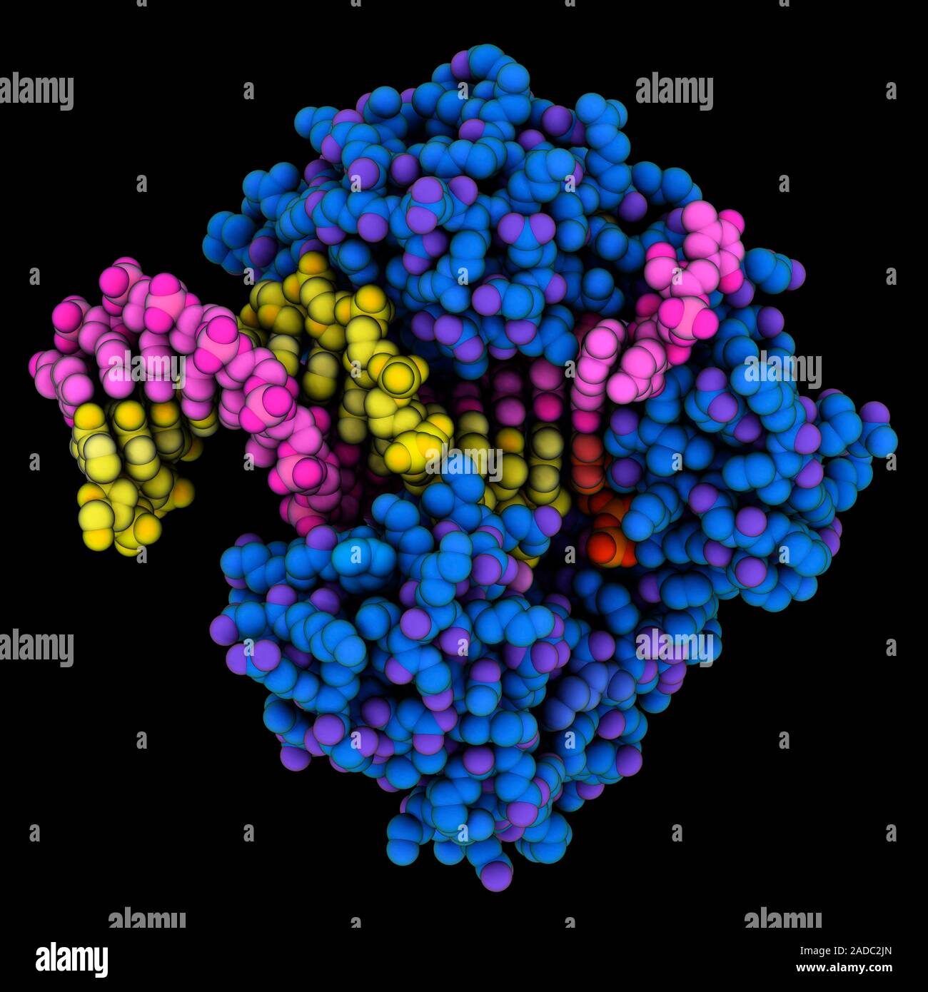 Y-family DNA polymerase complexed with DNA (deoxyribonucleic acid ...