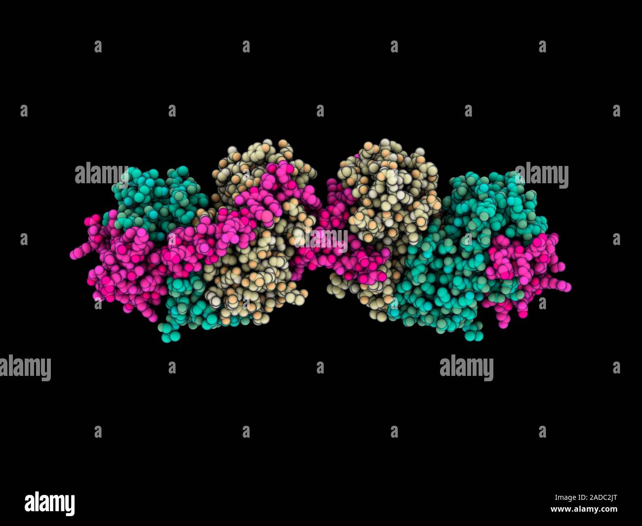 Tyrosine phosphatase SptP complexed with chaperone SicP. Computer model ...