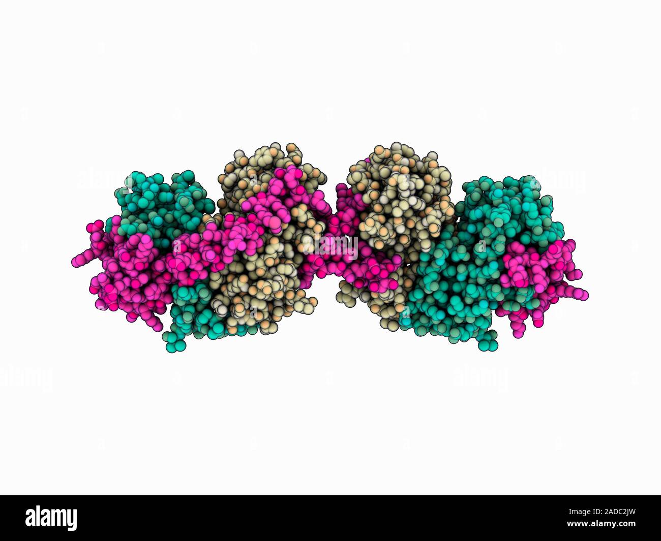Tyrosine phosphatase SptP complexed with chaperone SicP. Computer model ...