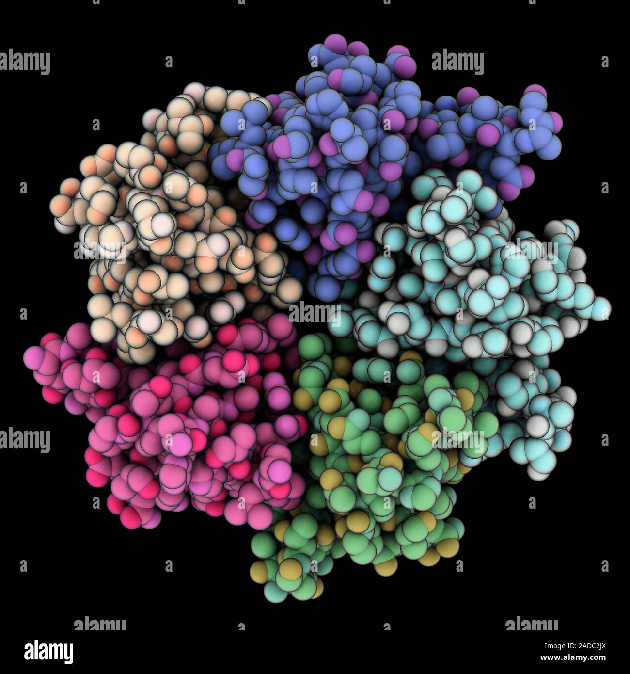 Nucleoplasmin-core molecule. Computer model showing the pentameric ...